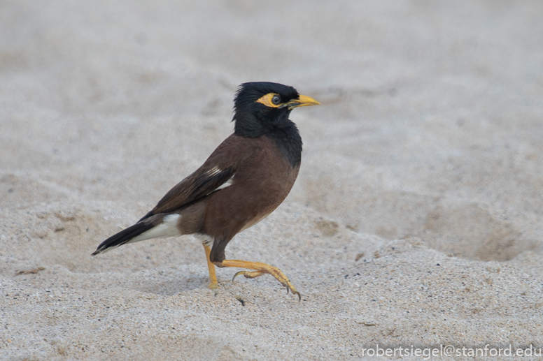 Myna birds