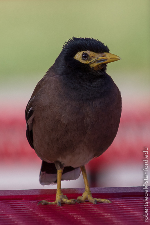 Myna birds