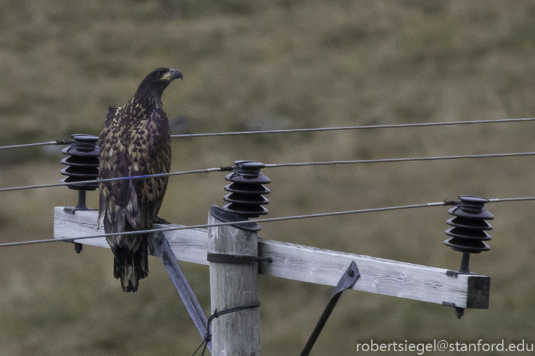Sea eagles, fish eagles, bald eagles