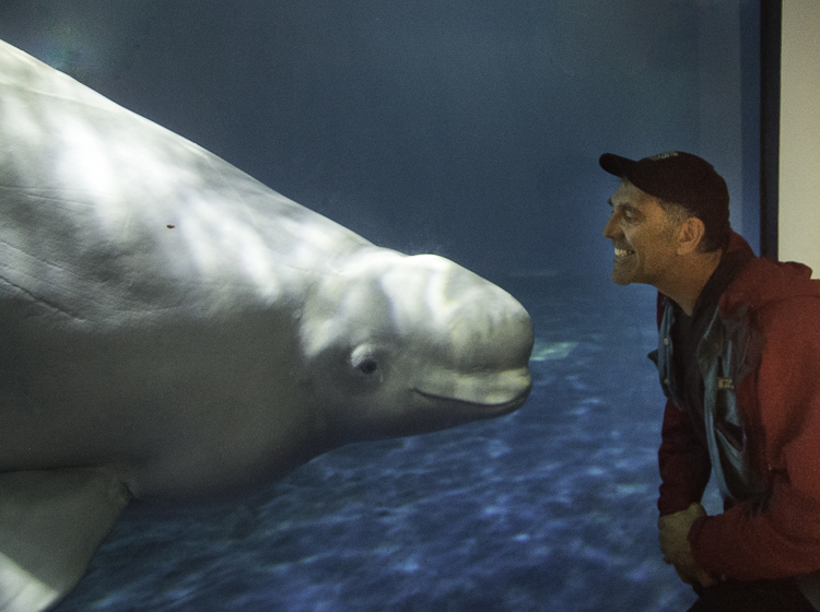 Whales