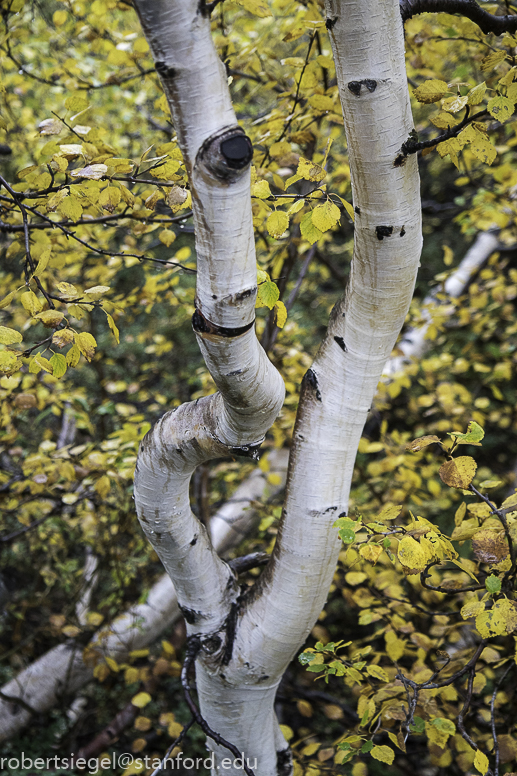 Birch