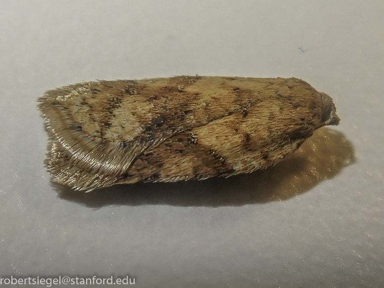 Tortricid moths