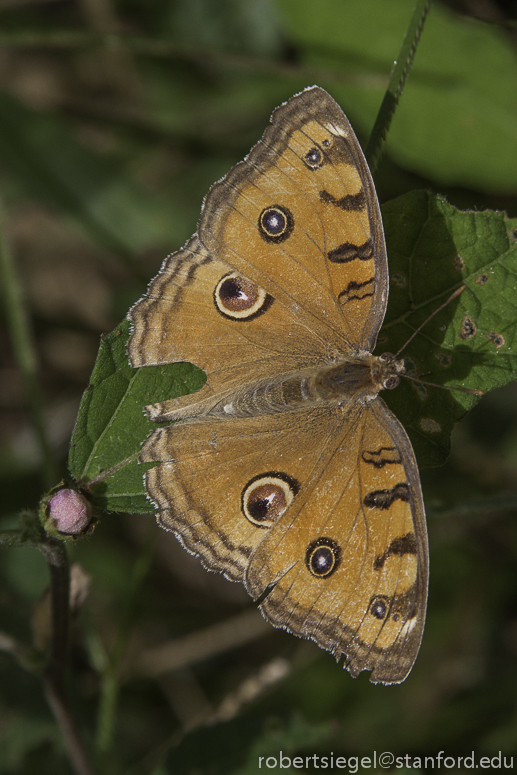 Junonia