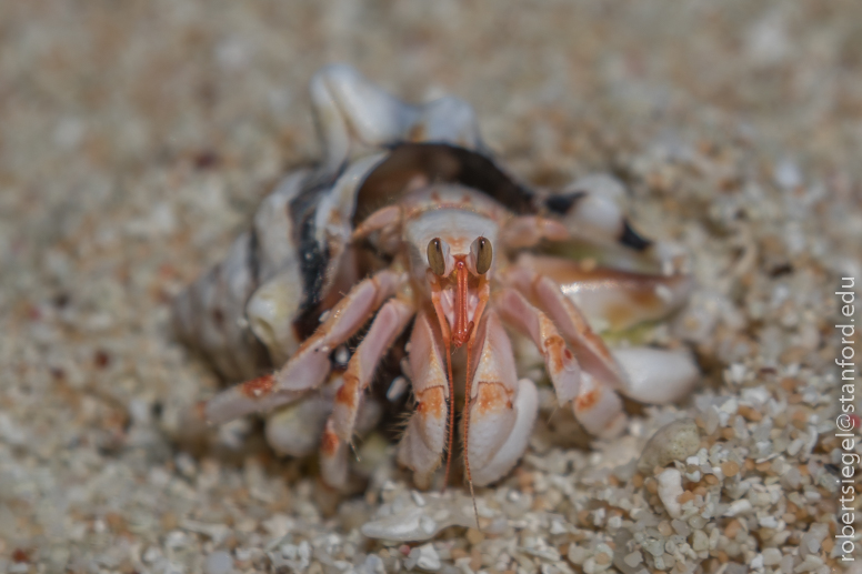 Crabs