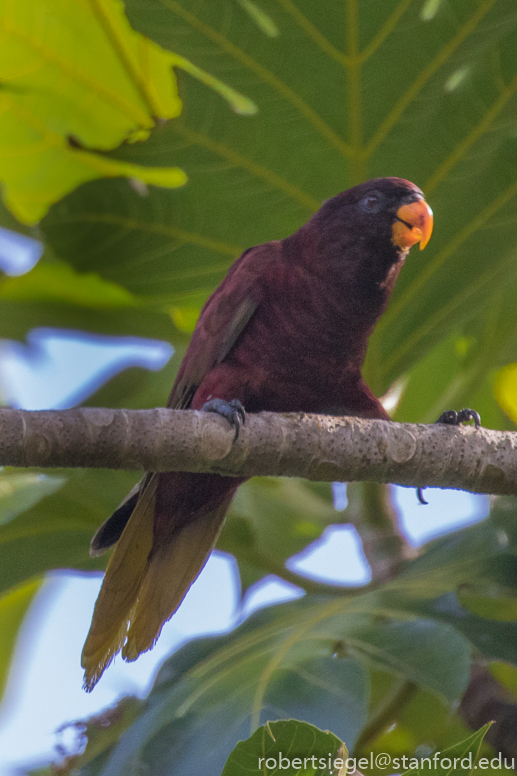 Parrots, Macaws, Amazons, Parakeets, Lovebirds