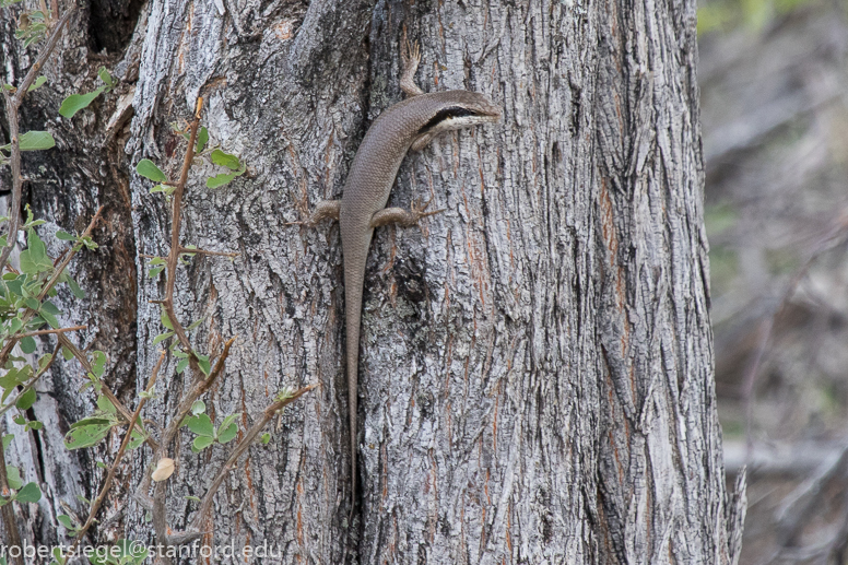 Skinks