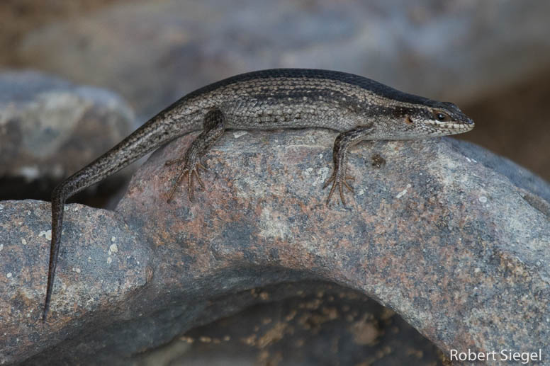 Skinks