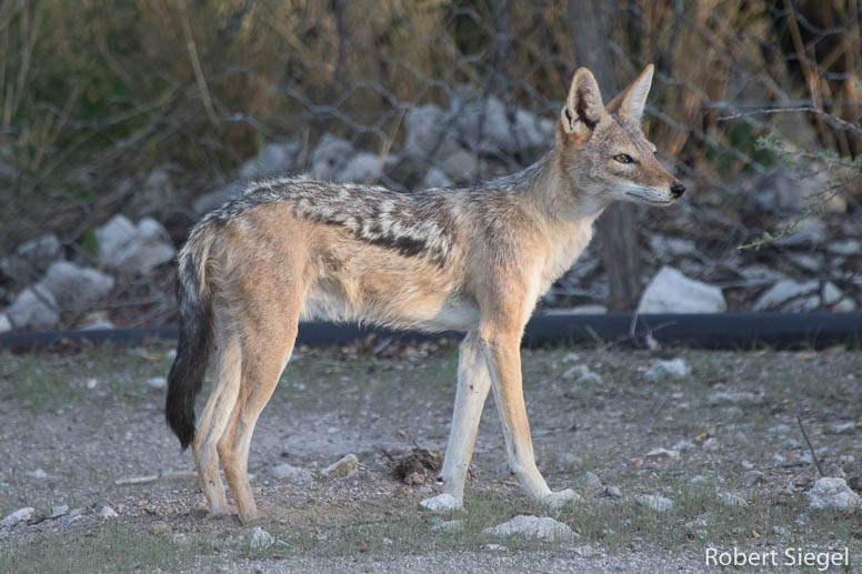 Jackals