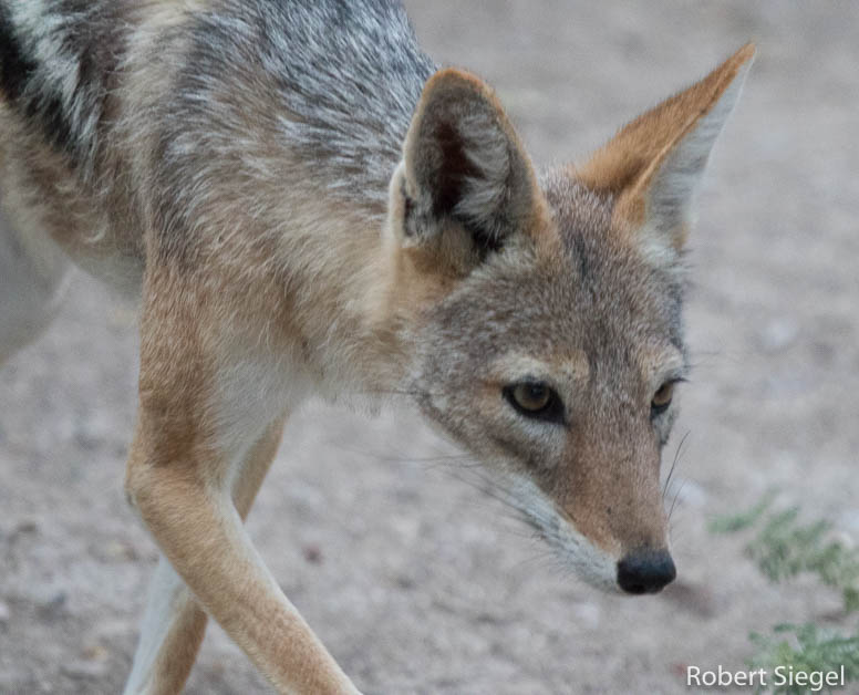 Jackals