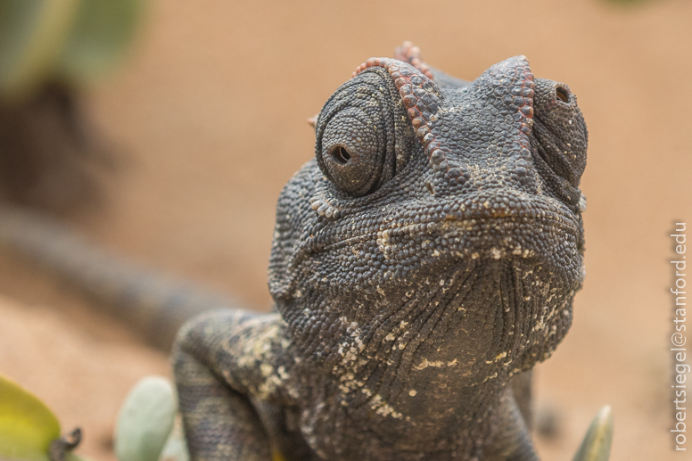 Chameleons