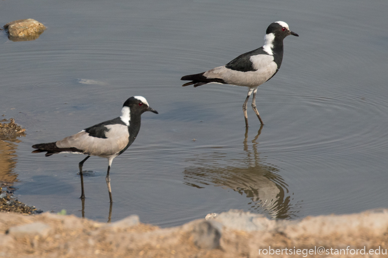 Plovers, Lapwings, Killdeer, Queltehue, and Dotterels