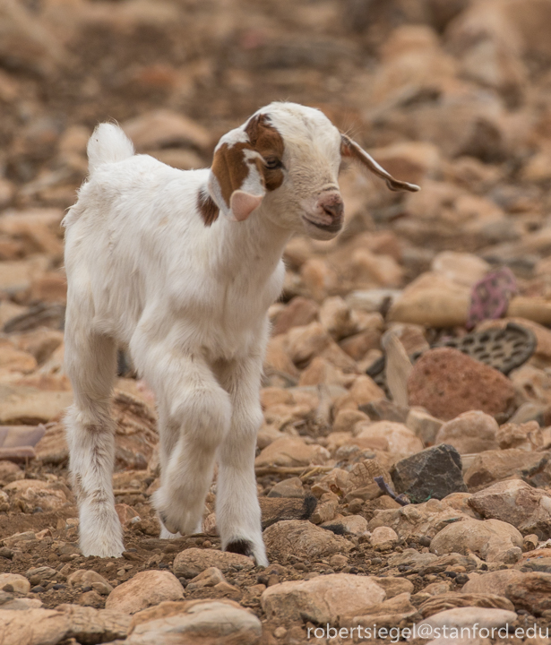 Goats