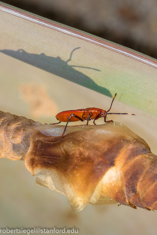 Welwitschia Bug