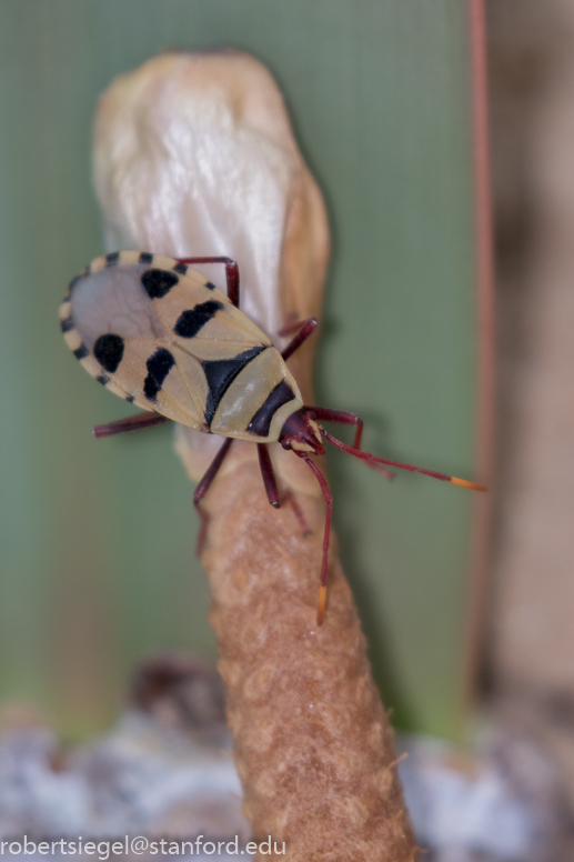 Welwitschia Bug