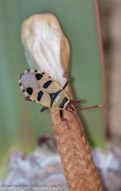 Welwitschia Bug