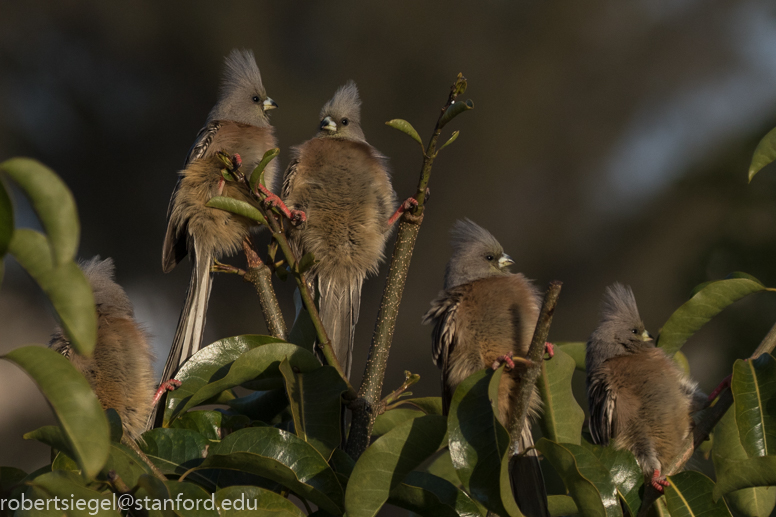 Mousebirds