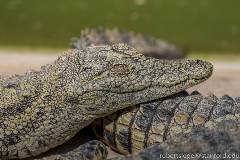 Crocodiles