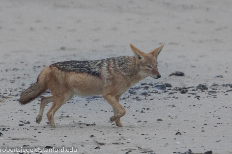 Jackals