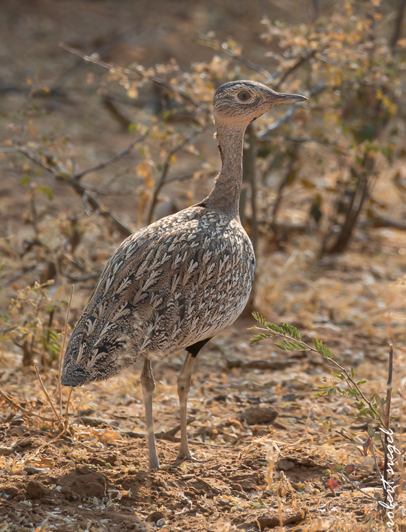 Bustards