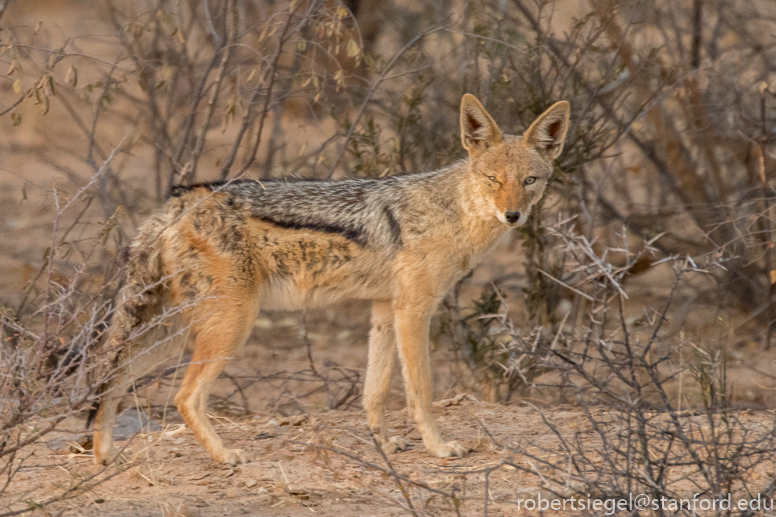 Jackals