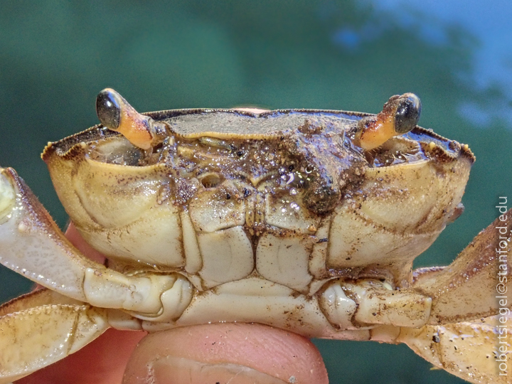 Crabs