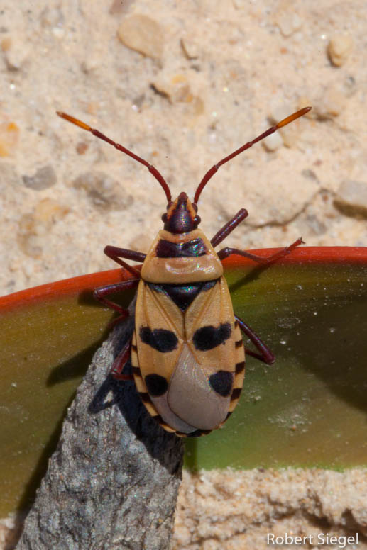 Welwitschia Bug