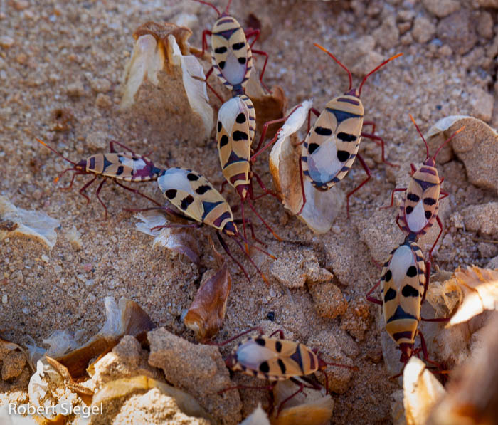 Welwitschia Bug