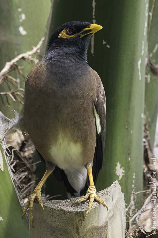 Myna birds