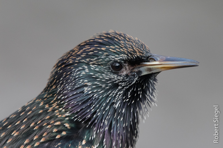 Starlings