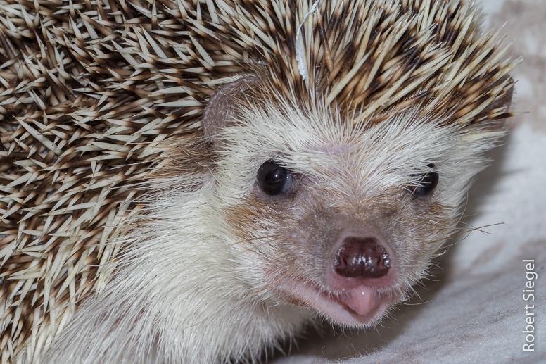 Hedgehog