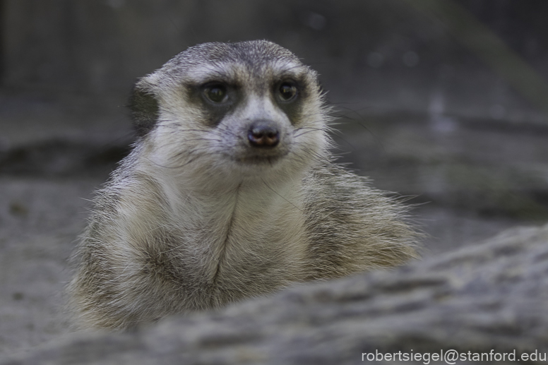 Palo Alto Zoo