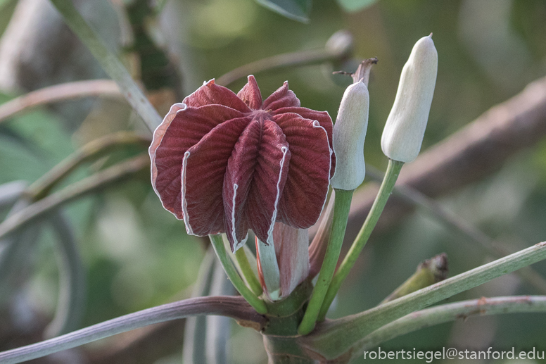 Cecropia
