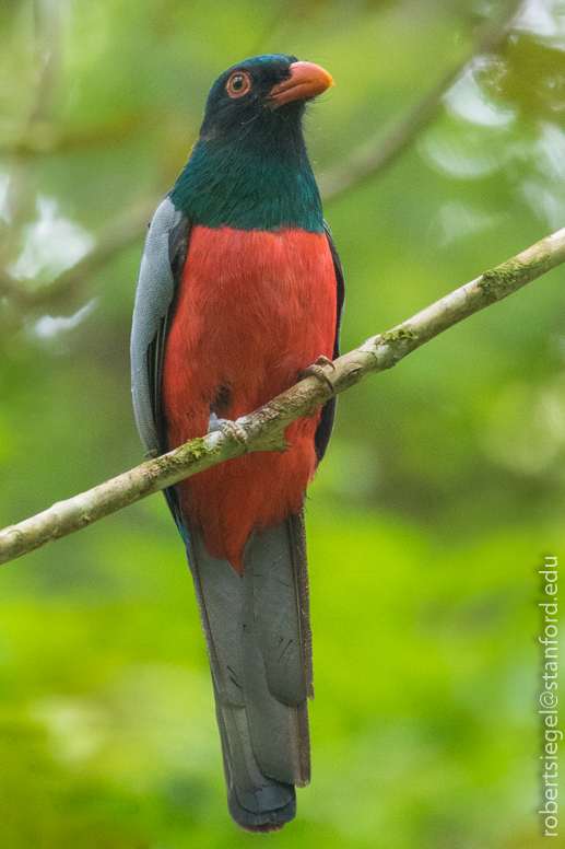 Trogon