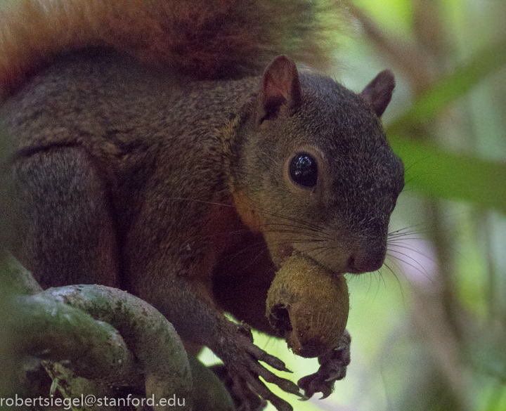 Squirrels and chipmunks
