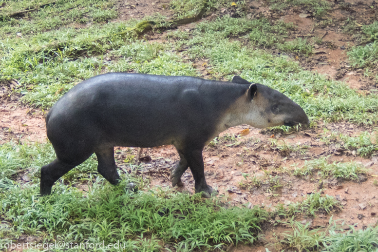 Tapirs