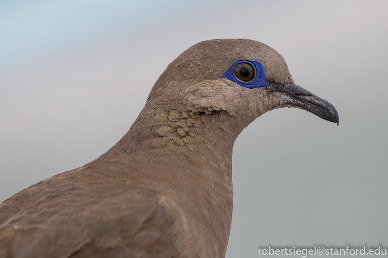 Doves and pigeons