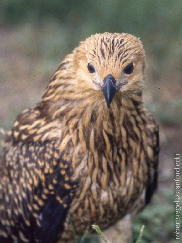 PNG birds