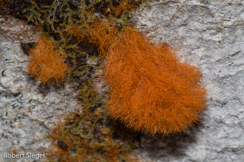 Orange terrestrial algae