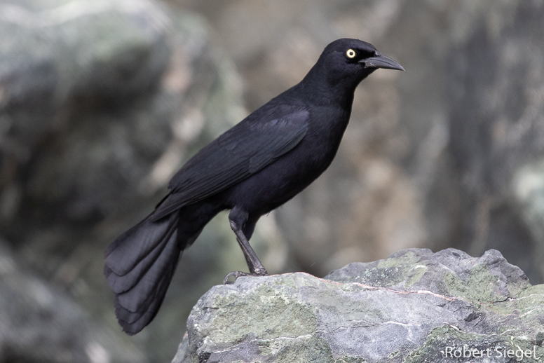 Grackles