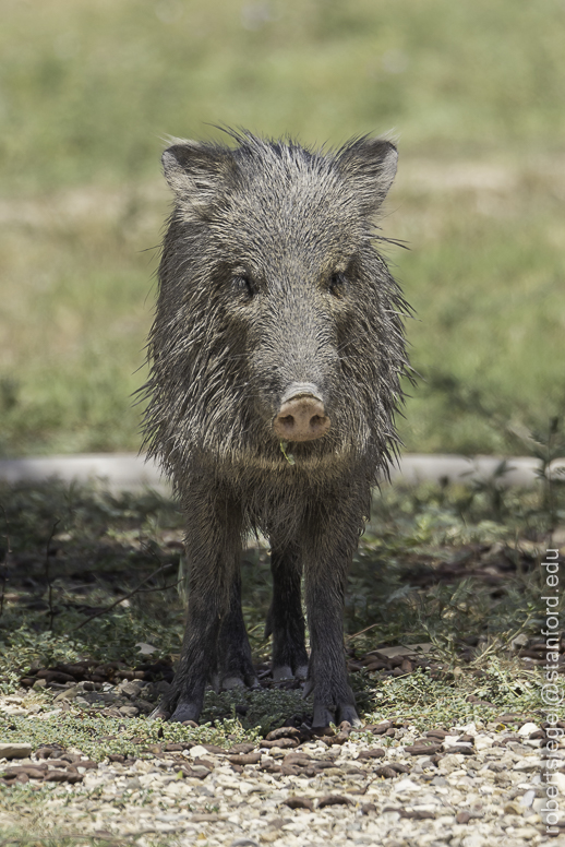 Peccaries