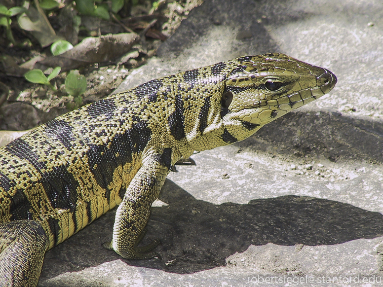 Tegu lizard