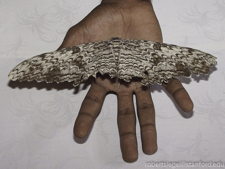 Erebid moths