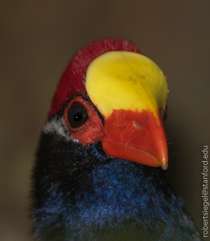 Turacos