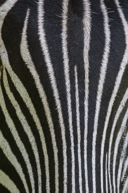 Zebras