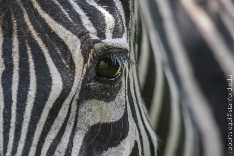 Zebras