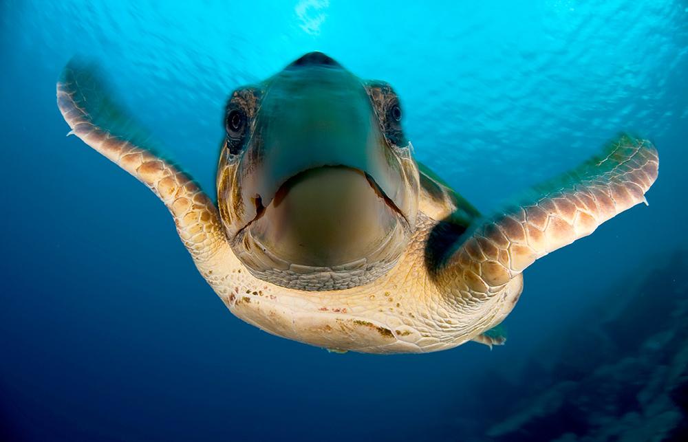 Real Sea Life Animals
